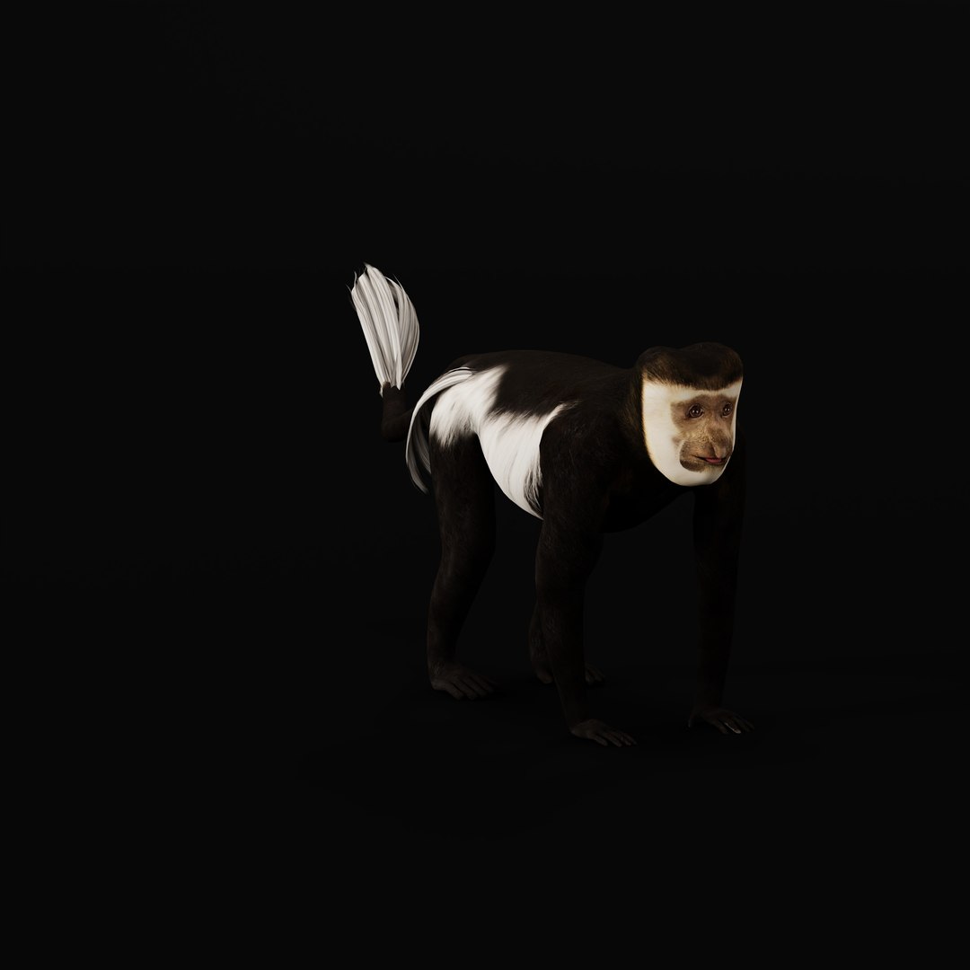 3D Black White Colobus Monkey Model - TurboSquid 2397291