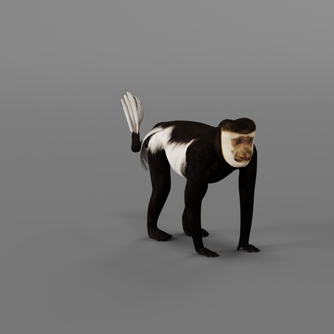 3D Black White Colobus Monkey Model - TurboSquid 2397291