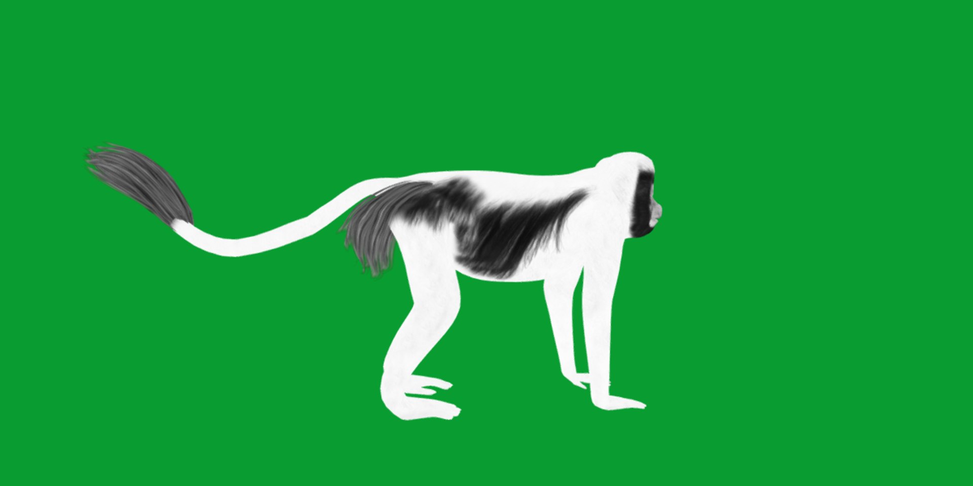 3D Black White Colobus Monkey Model - TurboSquid 2397291