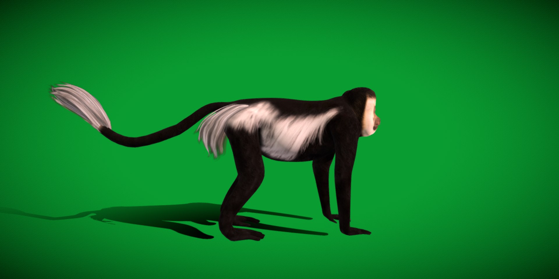 3D Black White Colobus Monkey Model - TurboSquid 2397291
