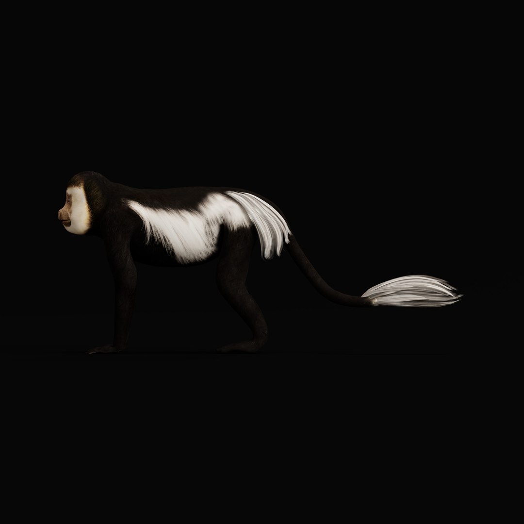 3D Black White Colobus Monkey Model - TurboSquid 2397291