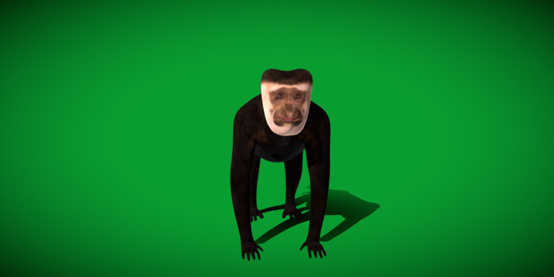 3D Black White Colobus Monkey Model - TurboSquid 2397291