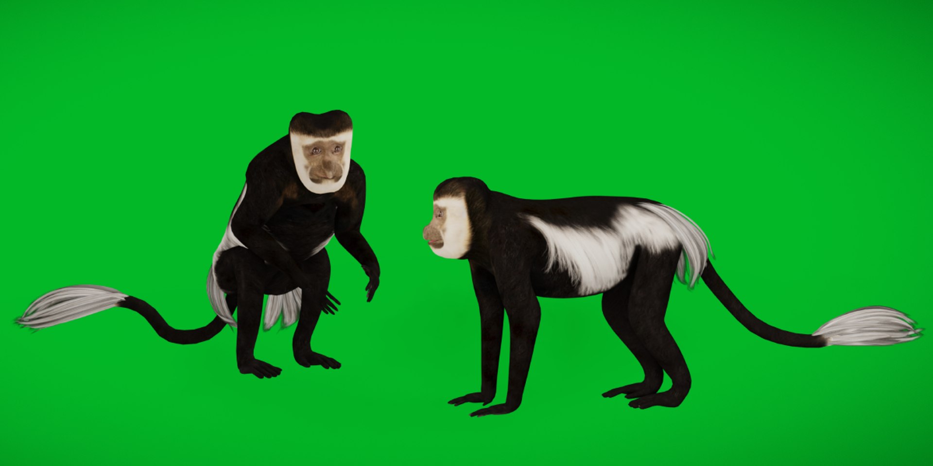 3D Black White Colobus Monkey Model - TurboSquid 2397291