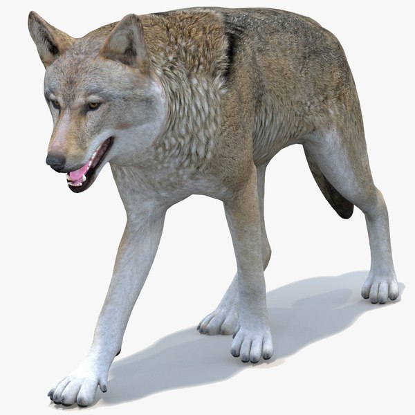 Wolf 3D Models for Download | TurboSquid
