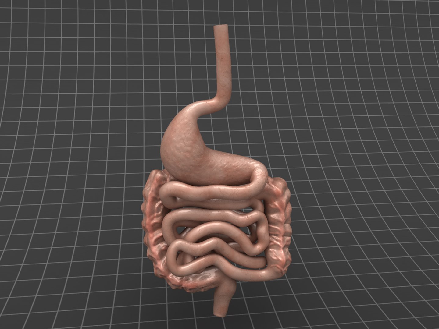3d Digestive