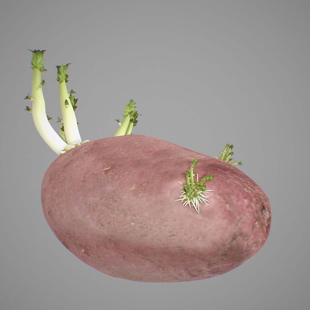 Photorealistic Potatoes 3D Model - TurboSquid 1500581