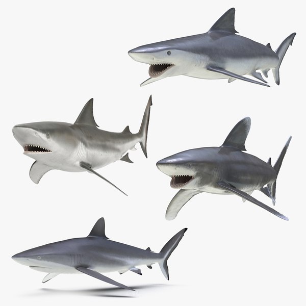 Whitetip Shark 3D Models for Download | TurboSquid