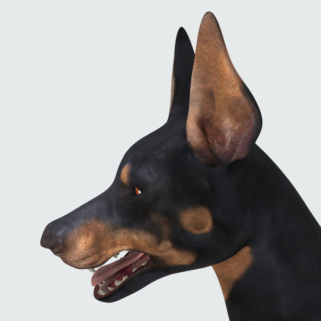 Doberman 3D Model - TurboSquid 1358490
