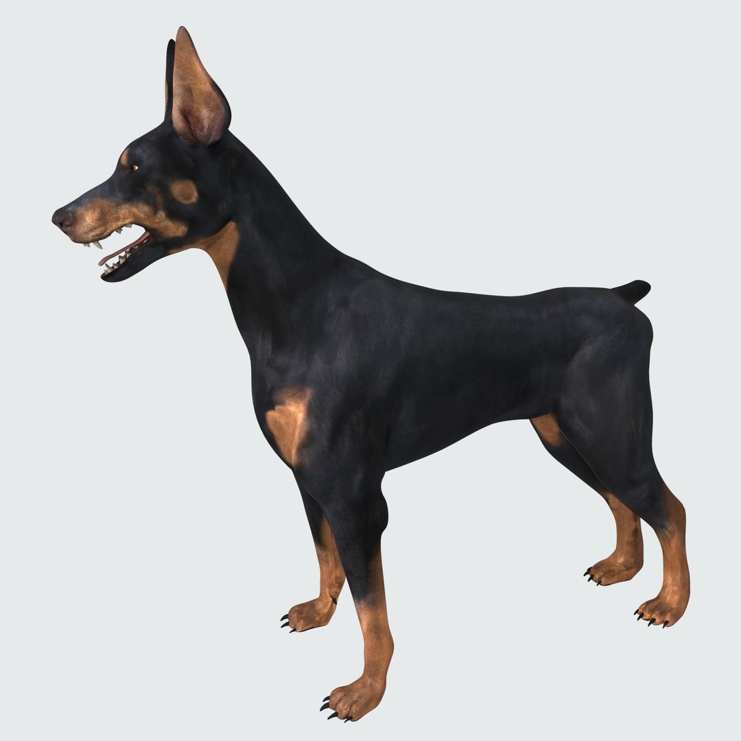 Doberman 3D Model - TurboSquid 1358490