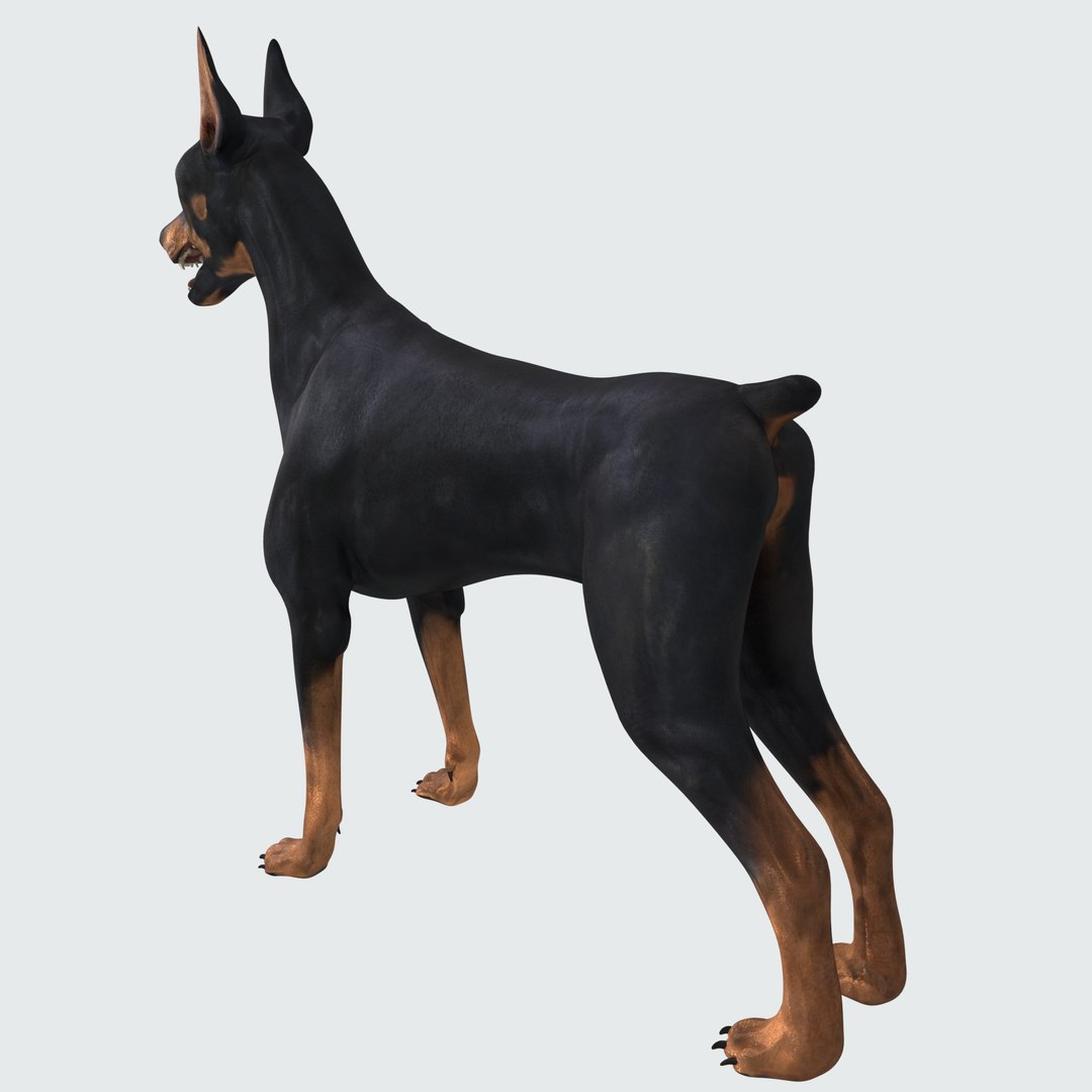 Doberman 3D Model - TurboSquid 1358490