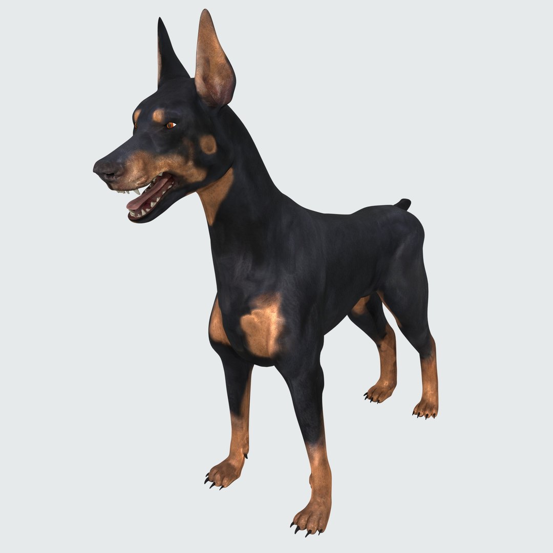 Doberman 3D Model - TurboSquid 1358490