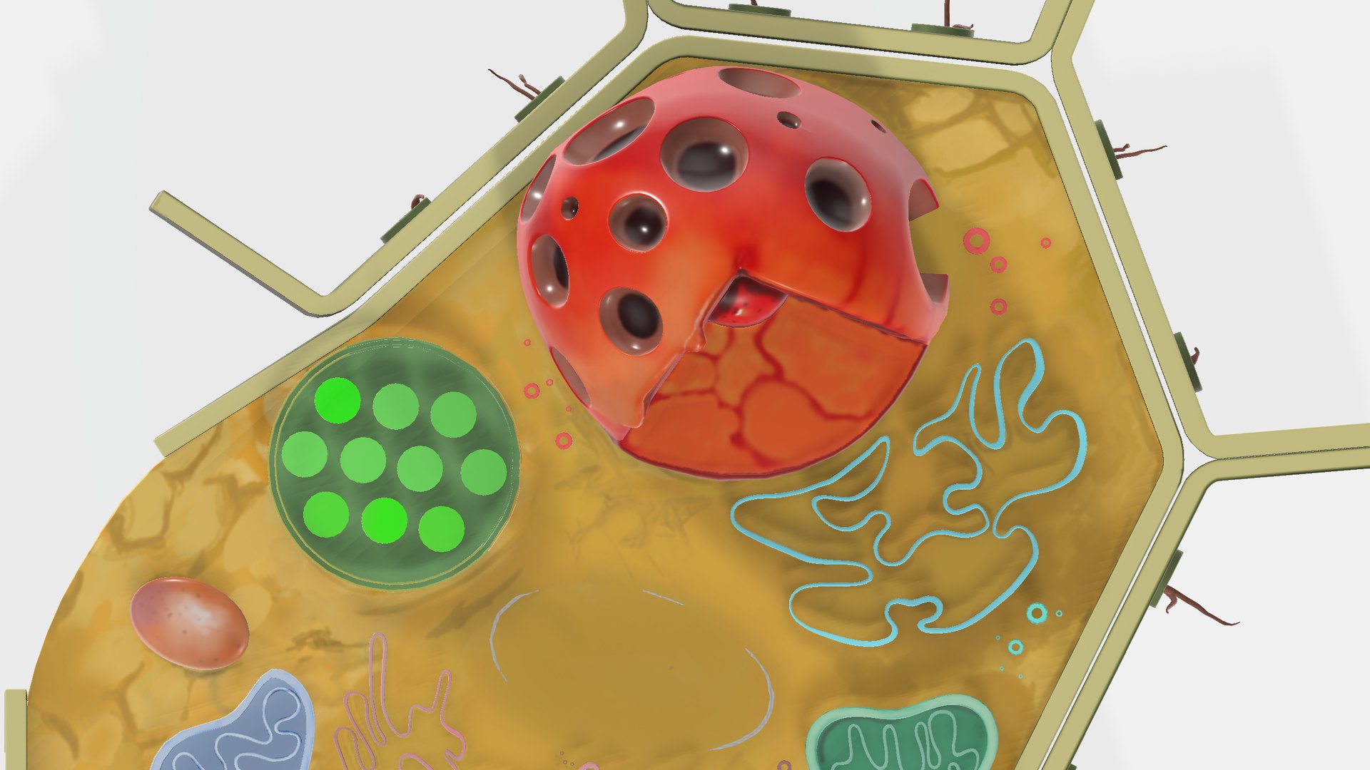 3D Plant Cell - TurboSquid 2321535