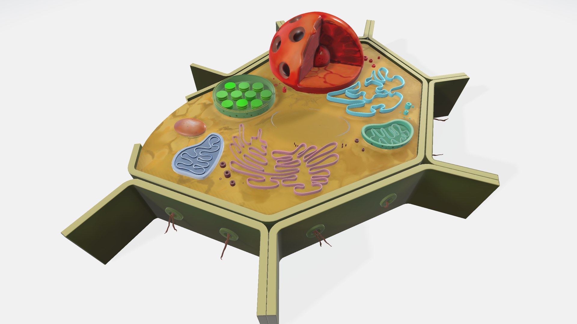 3D Plant Cell - TurboSquid 2321535