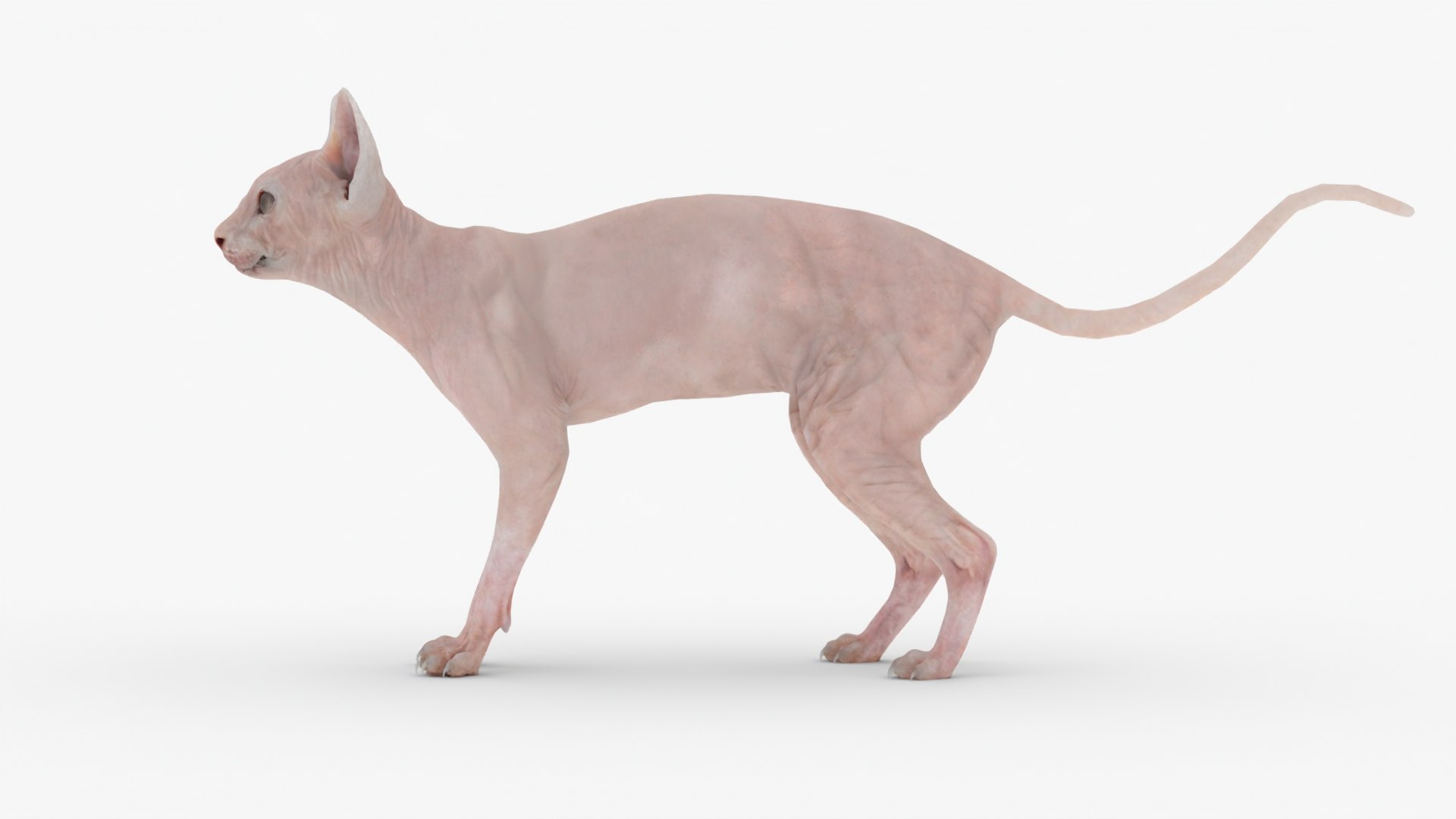 3D Realistic Sphynx Cat Rigged Model - TurboSquid 1979754