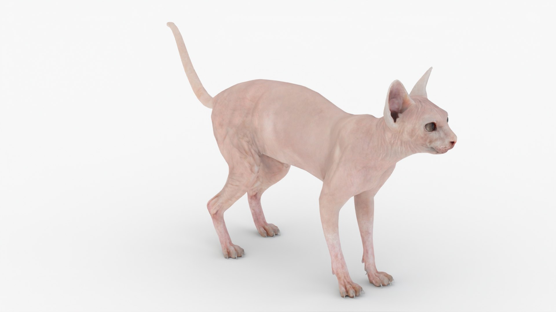 3D Realistic Sphynx Cat Rigged Model - TurboSquid 1979754
