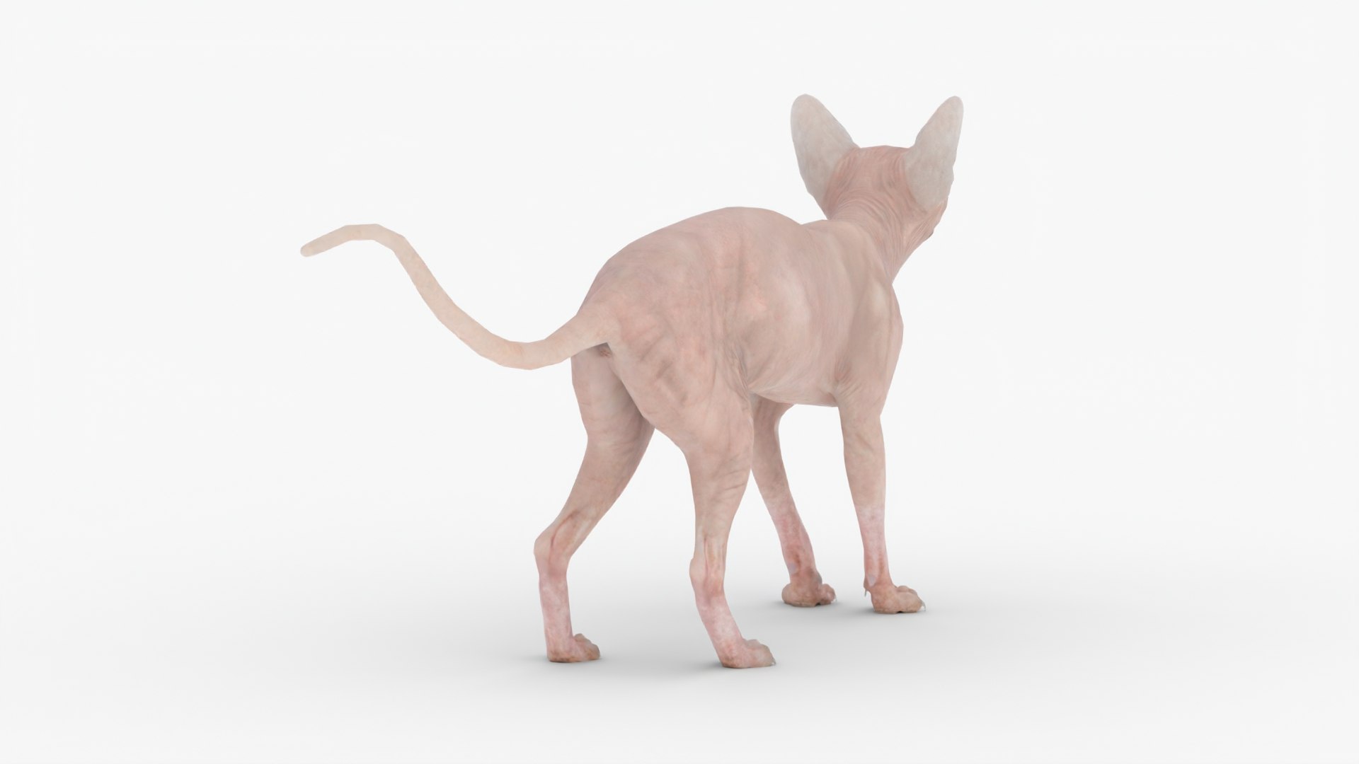 3D Realistic Sphynx Cat Rigged Model - TurboSquid 1979754