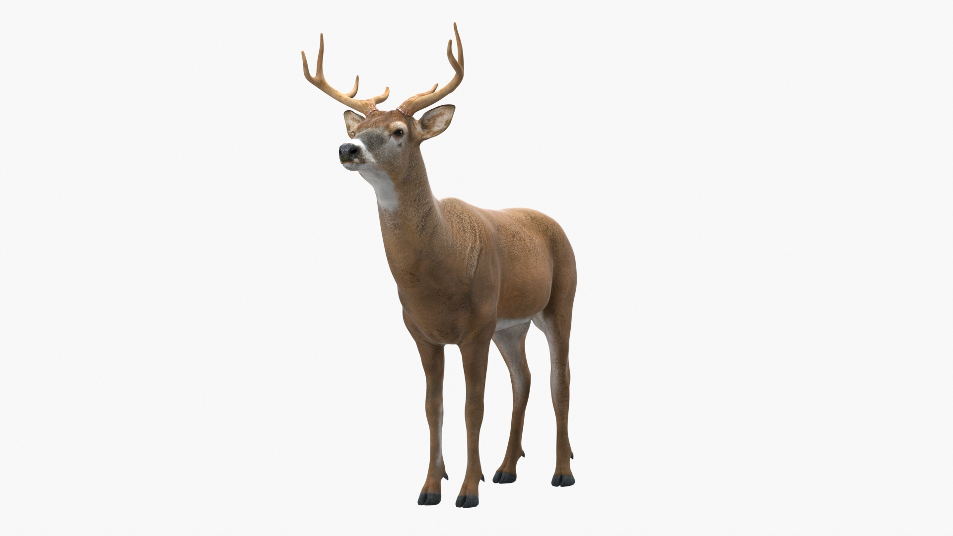 Virginia Deer Rigged For Cinema 4D 3D - TurboSquid 2413271