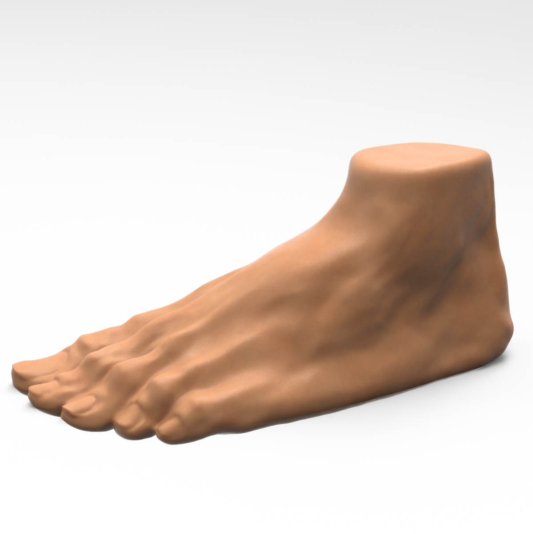 Foot Model - TurboSquid 1378360