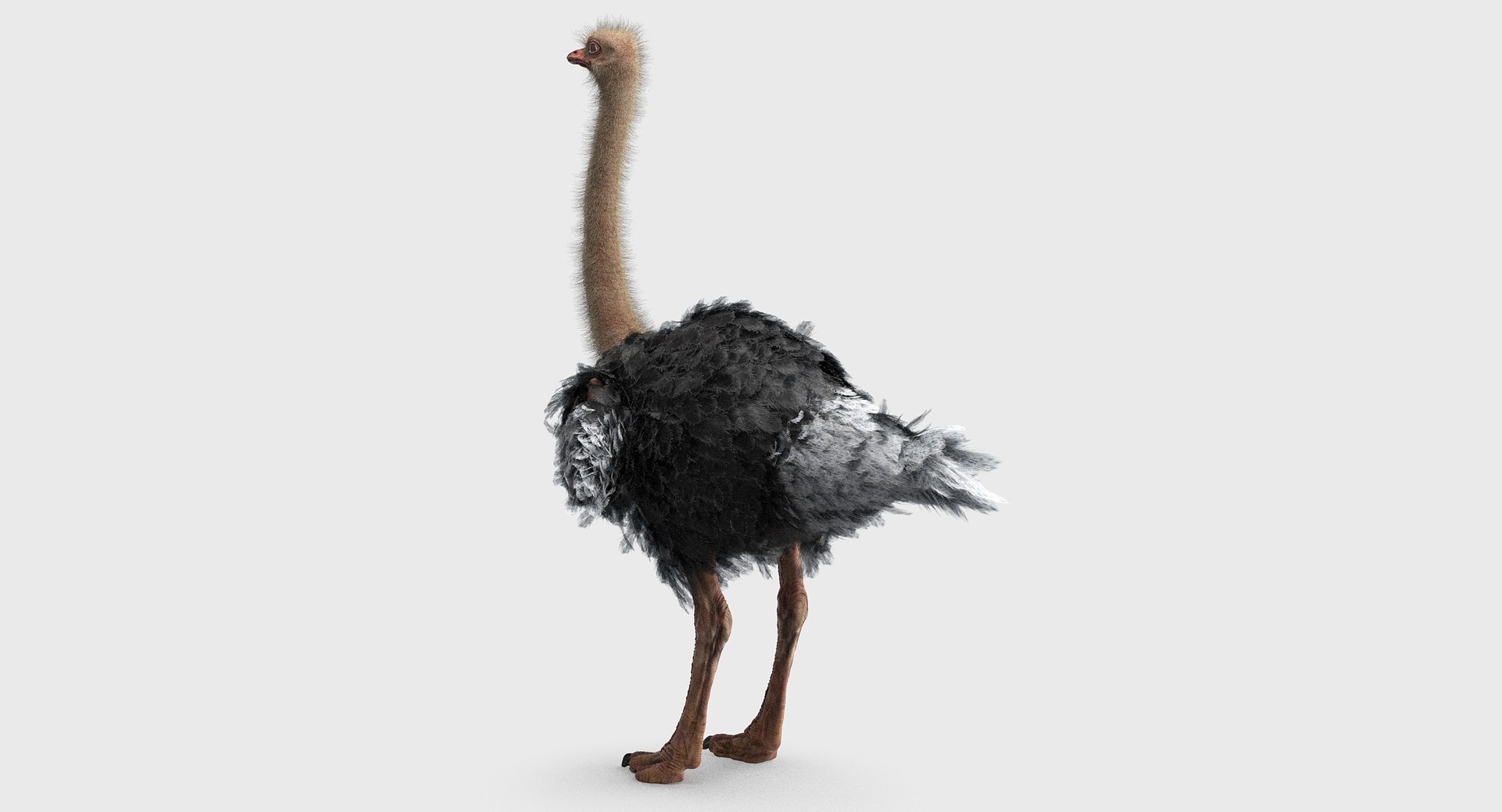 Ostrich Realistic Ornatrix 3D - TurboSquid 1395128