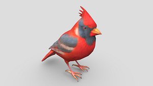 Cardinal 3D Models for Download | TurboSquid
