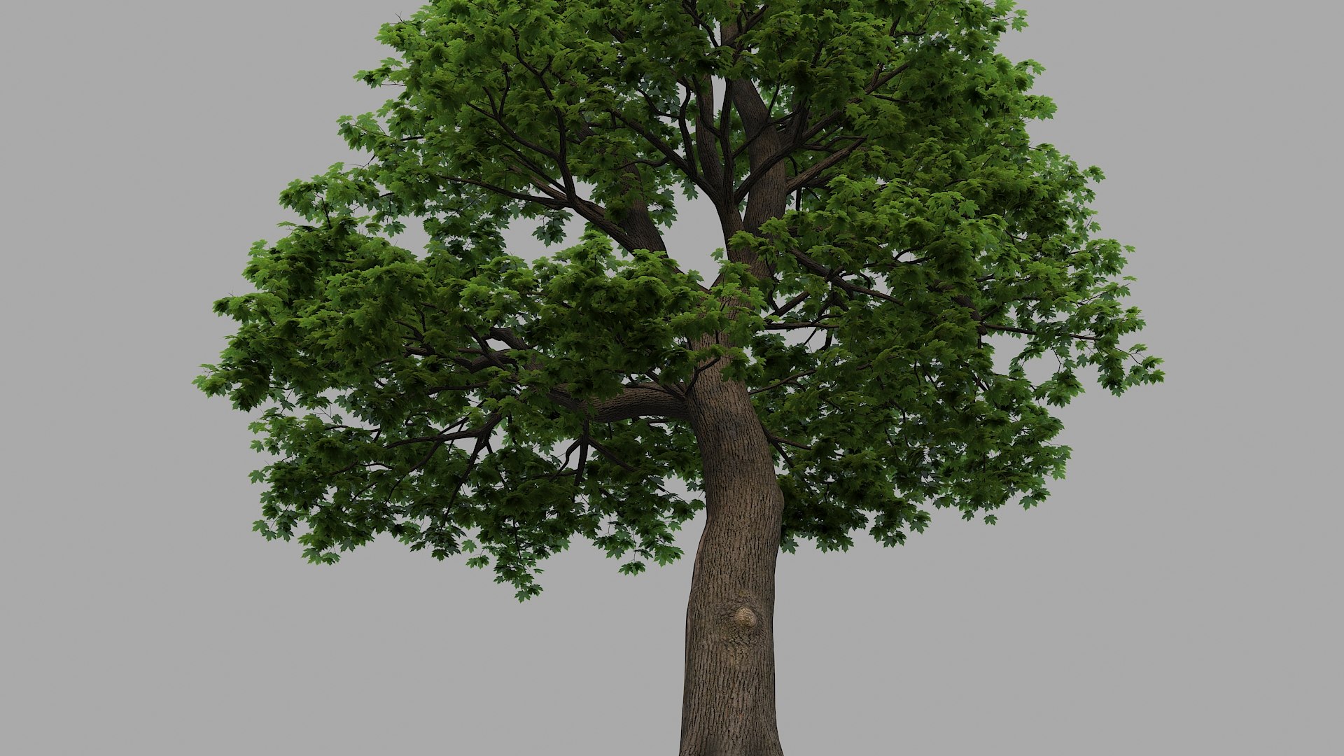 Tree Maple 3D Model - TurboSquid 1664083
