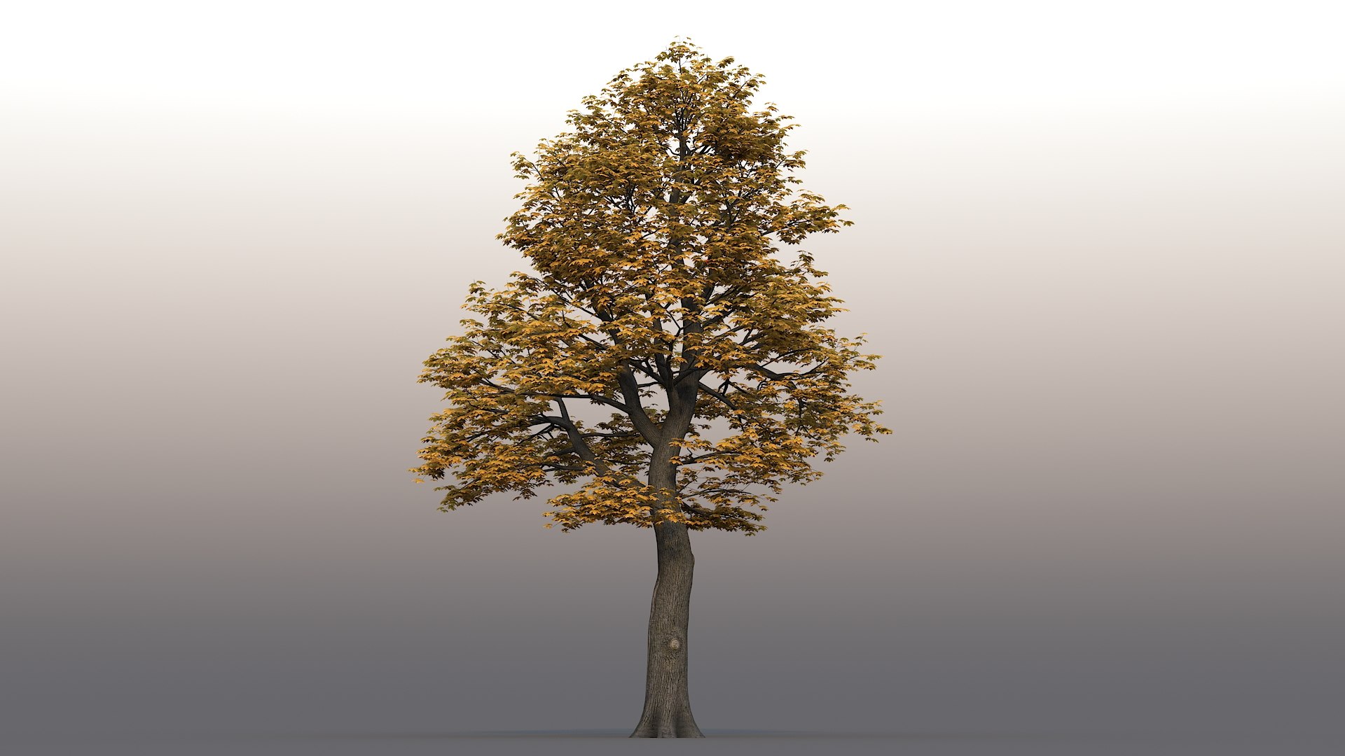 Tree Maple 3D Model - TurboSquid 1664083