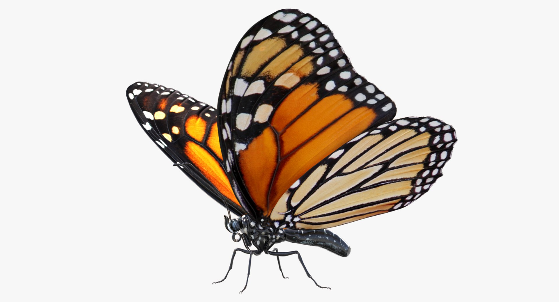 3D Model Monarch Butterfly Rigged - TurboSquid 1260741