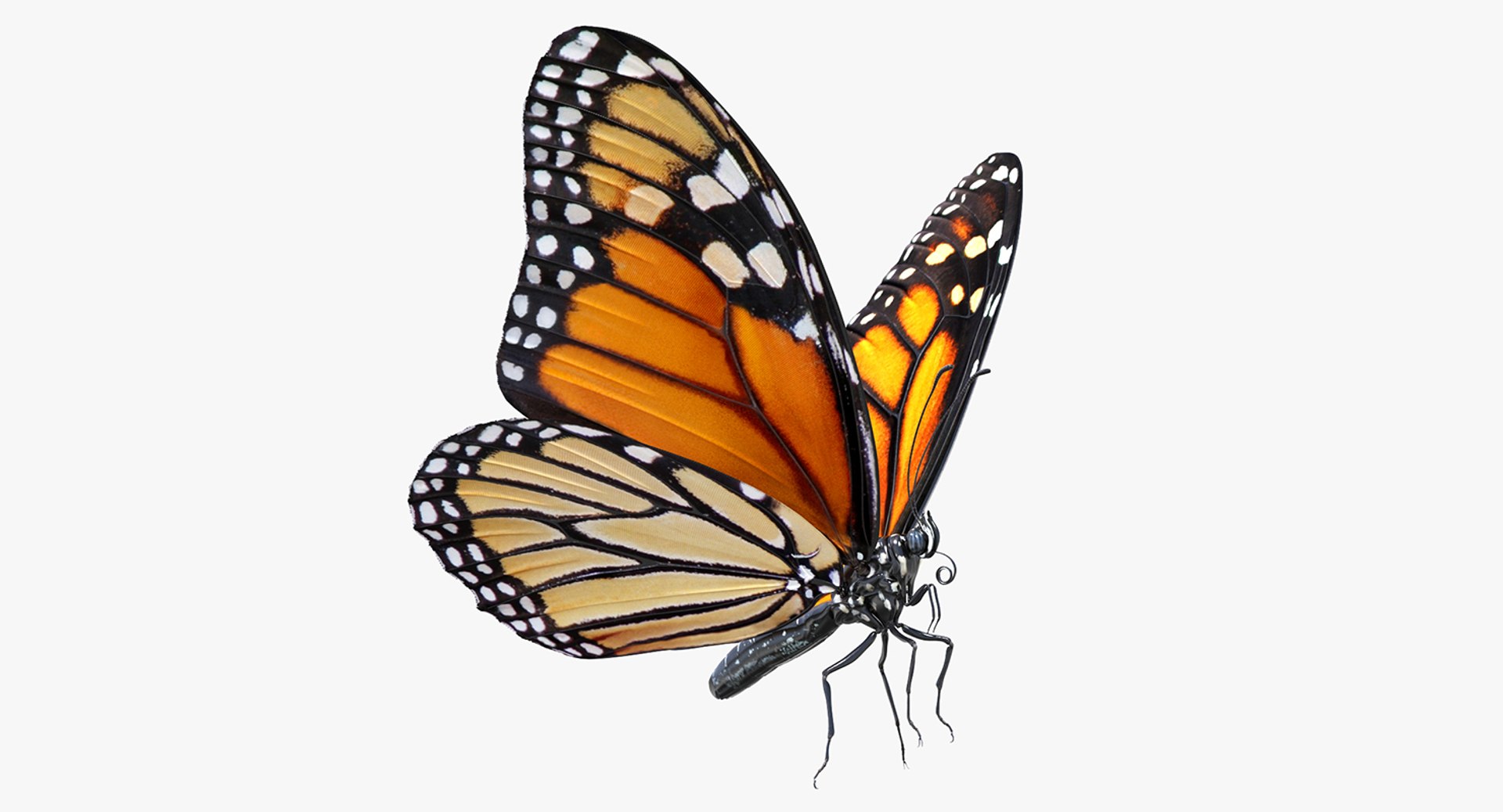 3D Model Monarch Butterfly Rigged - TurboSquid 1260741