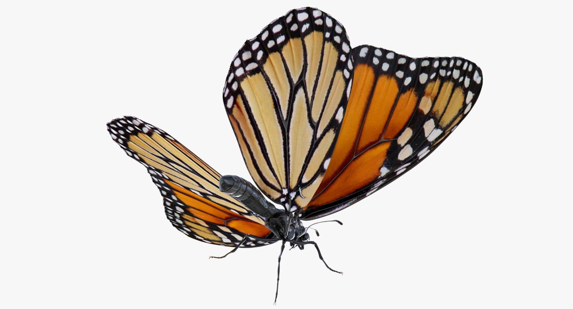 3D Model Monarch Butterfly Rigged - TurboSquid 1260741