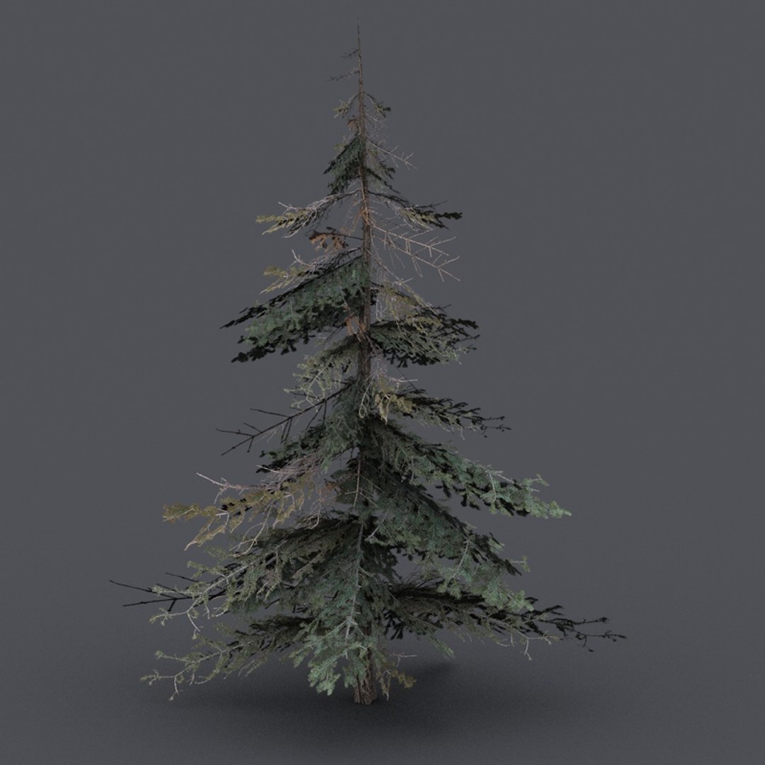 3d model spruce tree