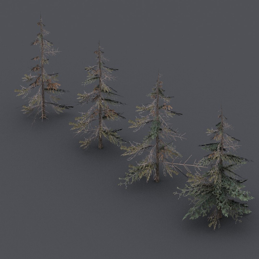 3d model spruce tree