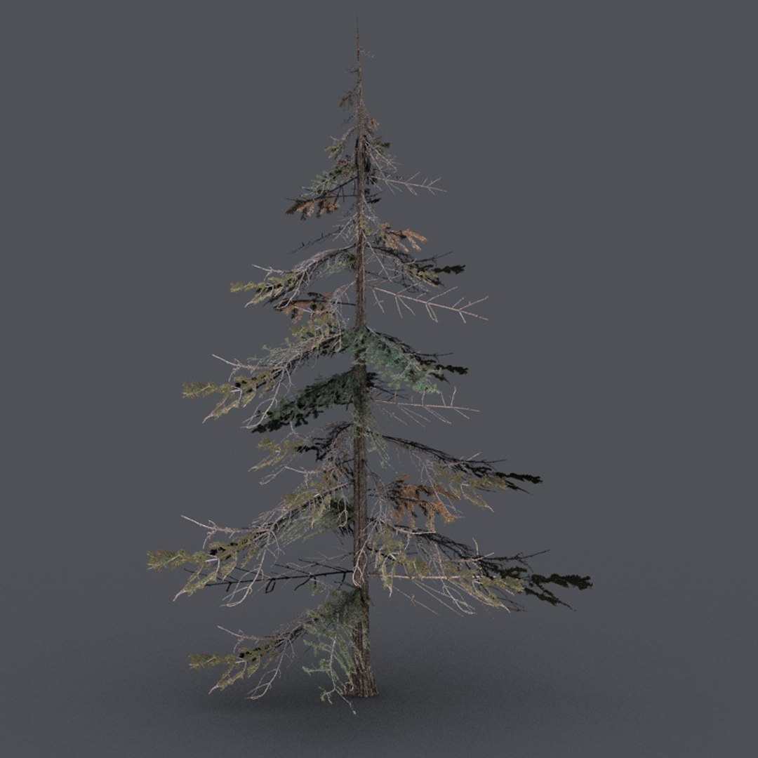3d model spruce tree