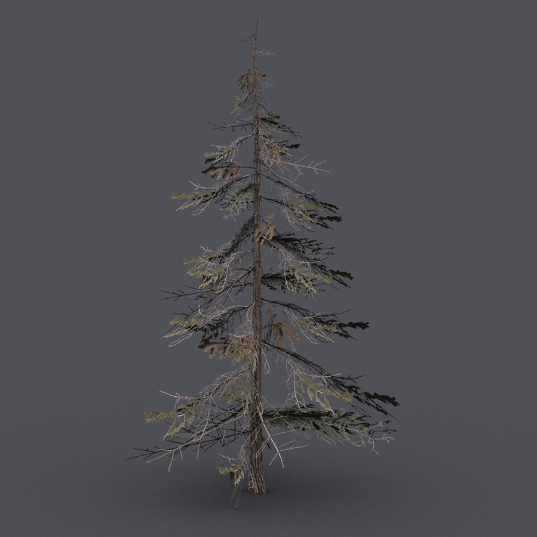 3d model spruce tree