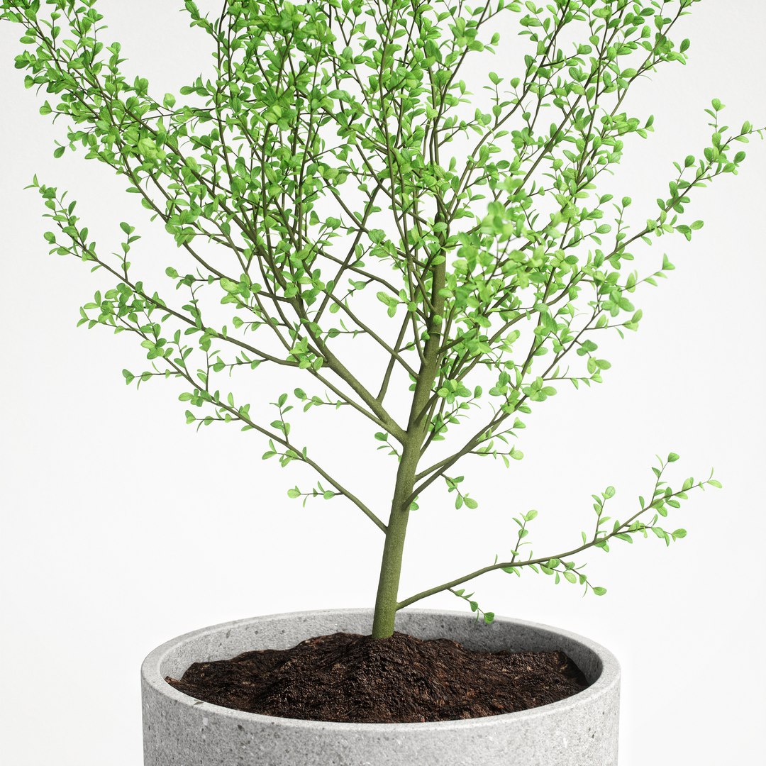 3D Tree Pot - TurboSquid 1263818