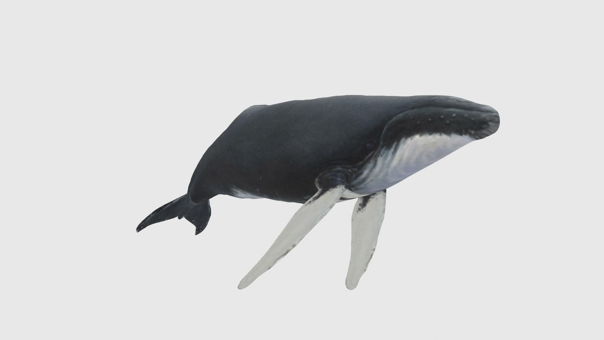 3D Low Poly Whale Rigged With Realistic Texture Model - TurboSquid 1876173