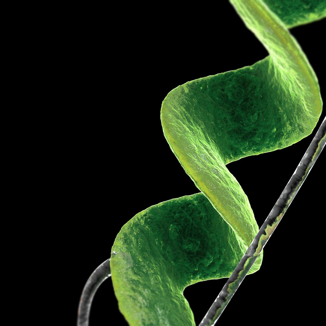 3D Microbes Bacteria - TurboSquid 1626166