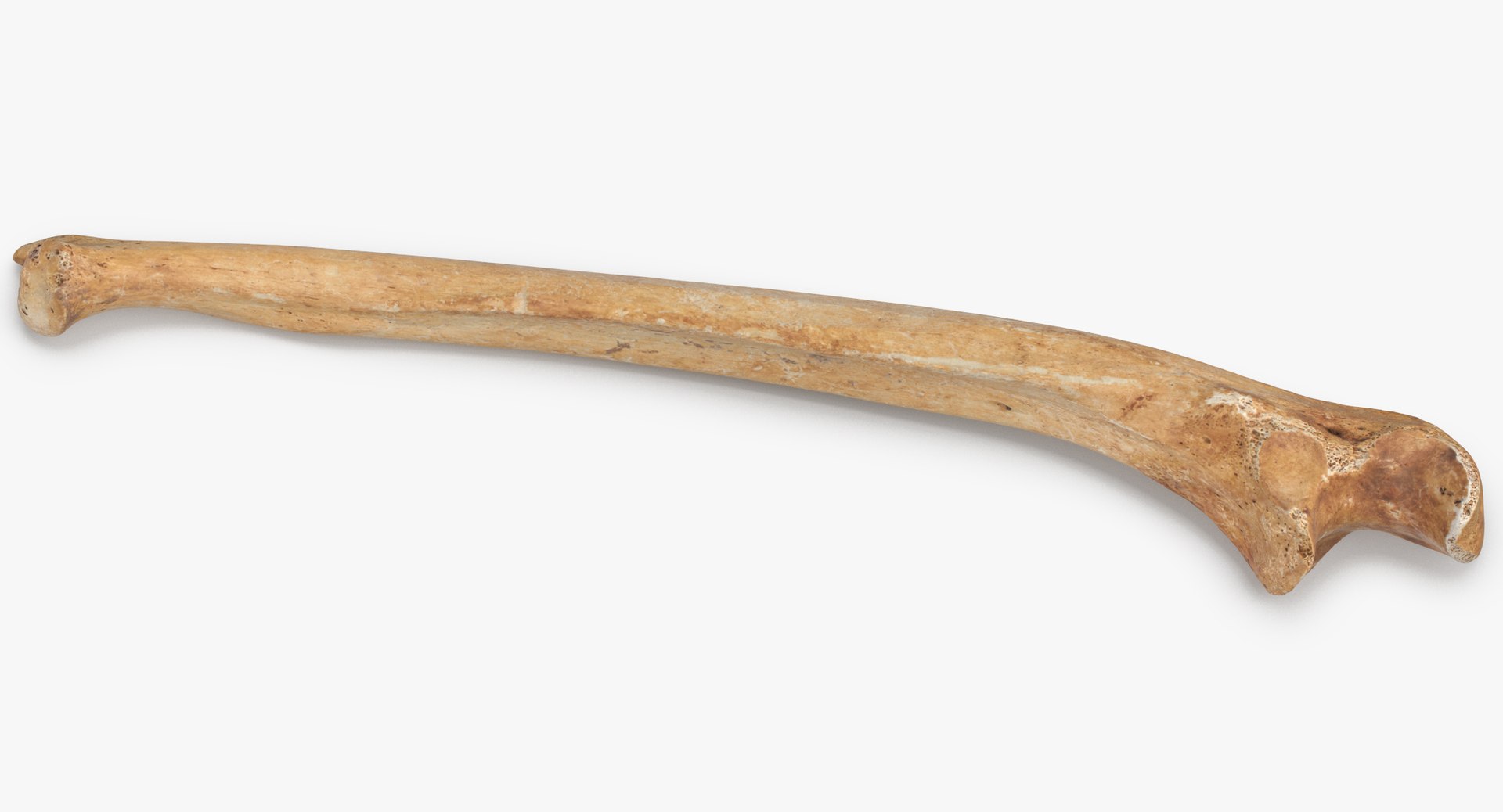 Human Ulna Bone 01 3D - TurboSquid 1422285
