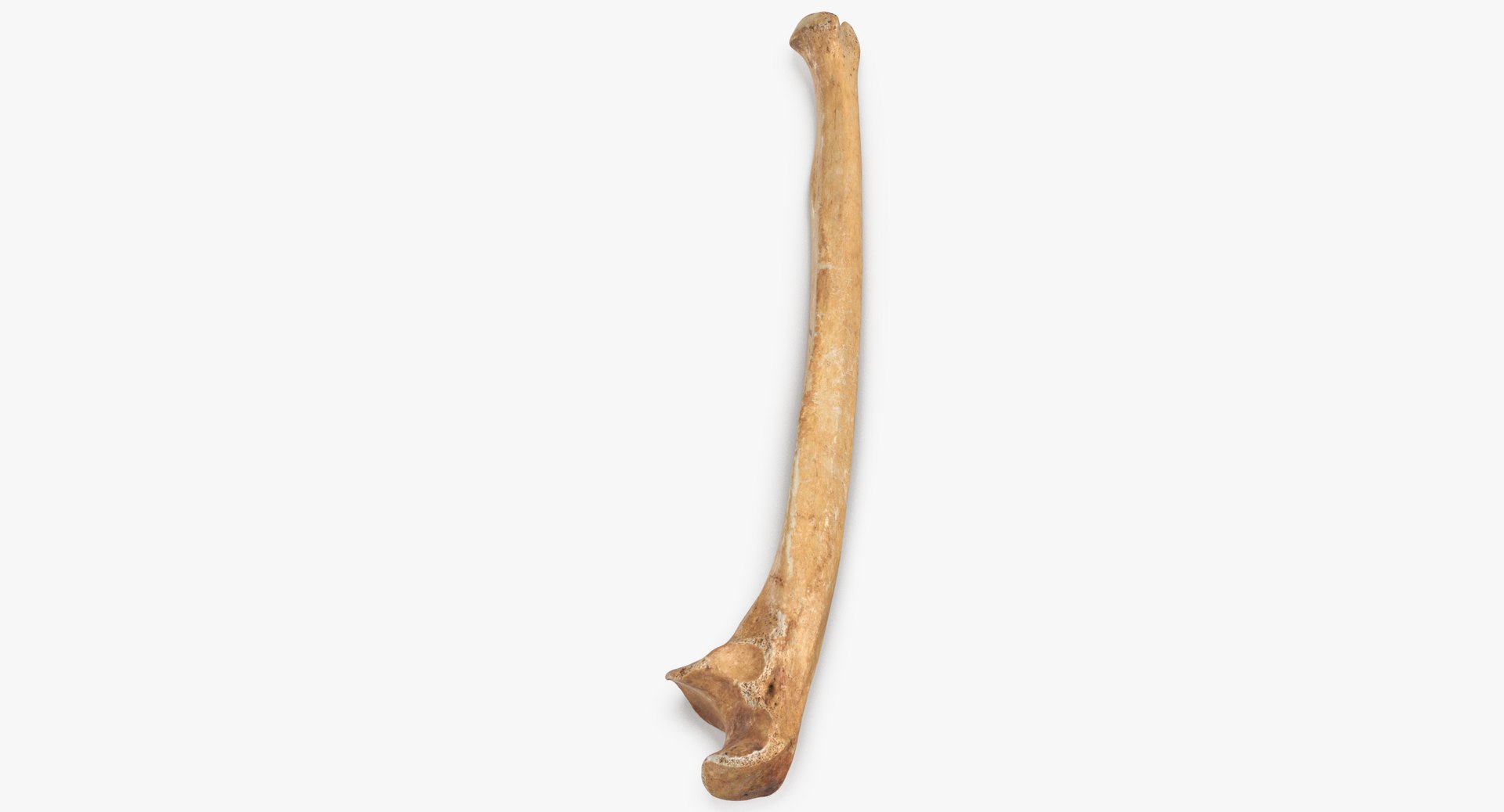 Human Ulna Bone 01 3D - TurboSquid 1422285