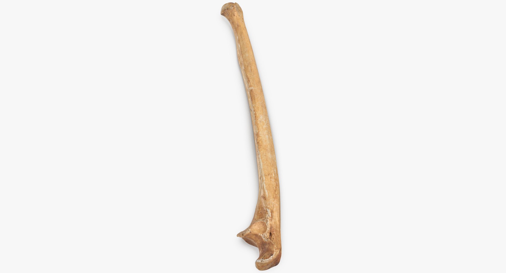 Human Ulna Bone 01 3D - TurboSquid 1422285