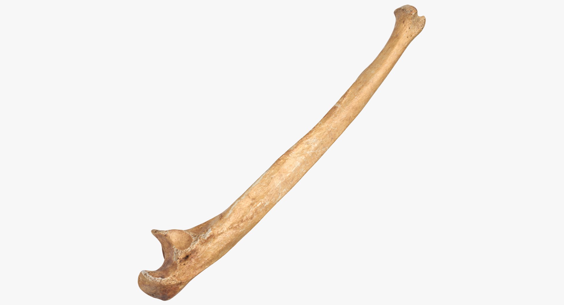 Human Ulna Bone 01 3D - TurboSquid 1422285