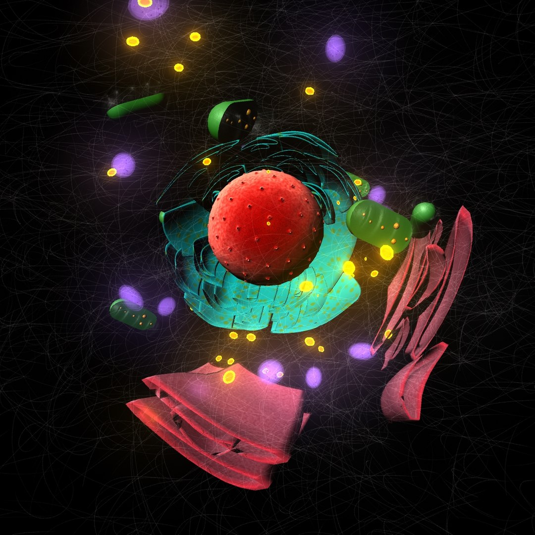 Cell Nucleus 3d Model