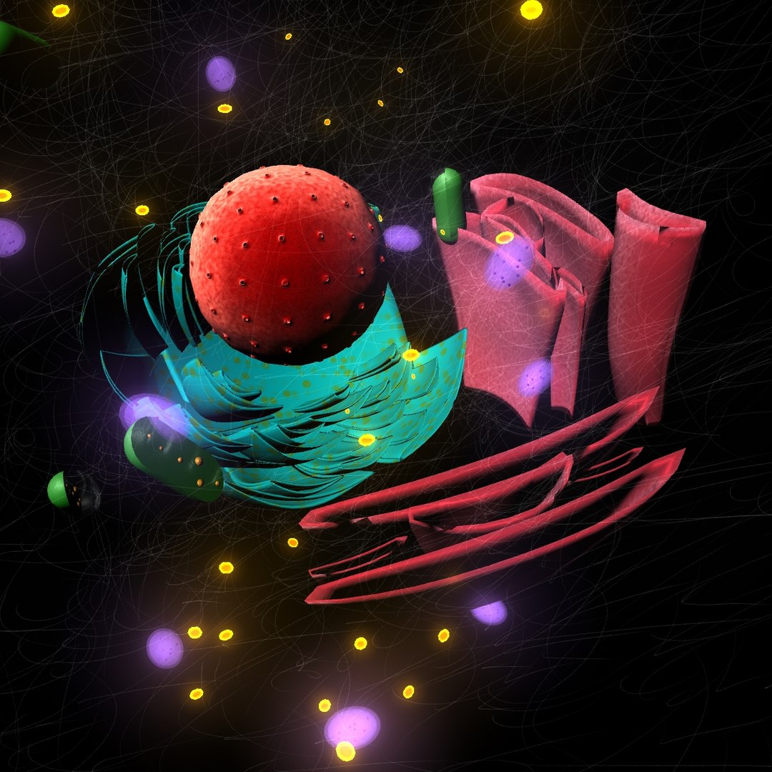 Cell Nucleus 3d Model