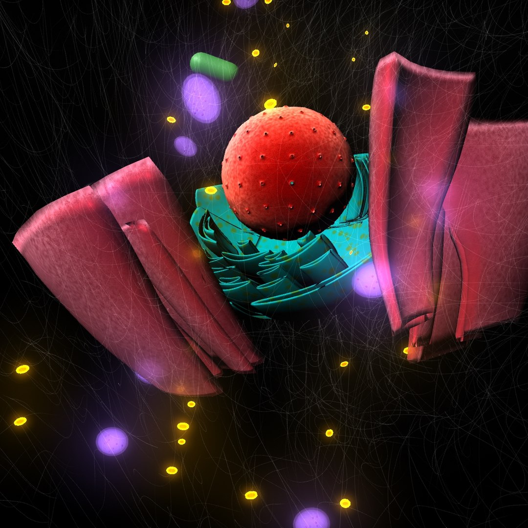 Cell Nucleus 3d Model