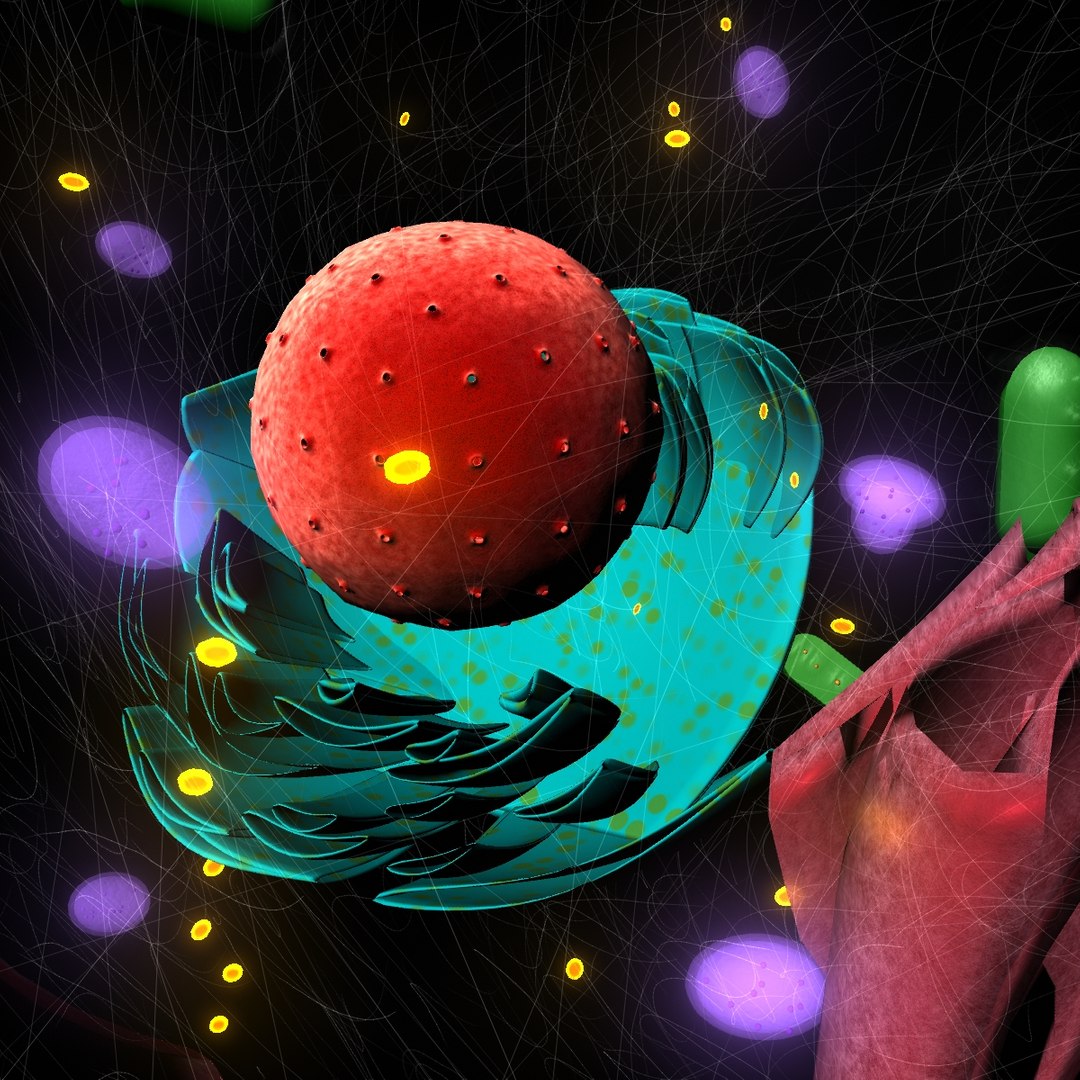 Cell Nucleus 3d Model