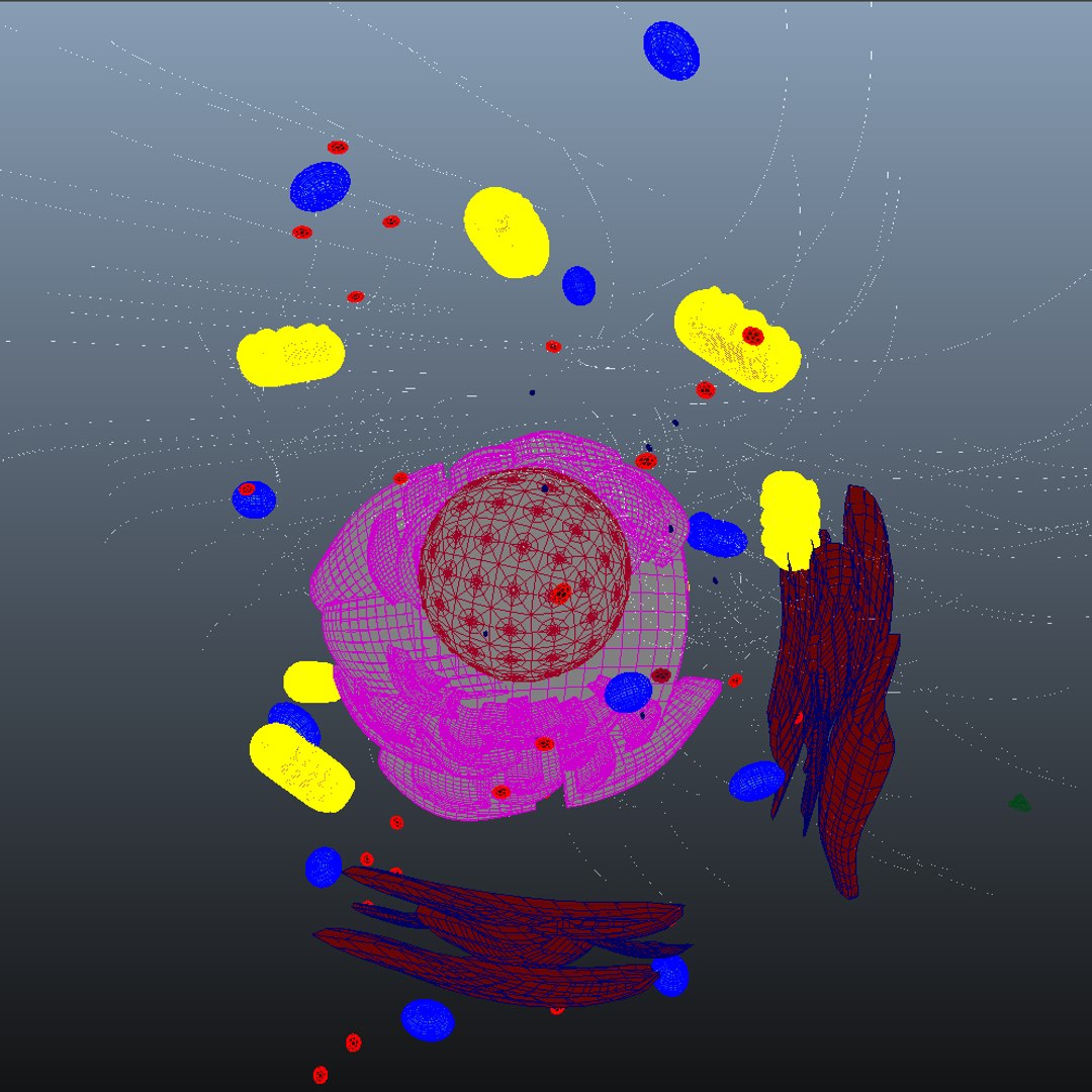 Cell Nucleus 3d Model