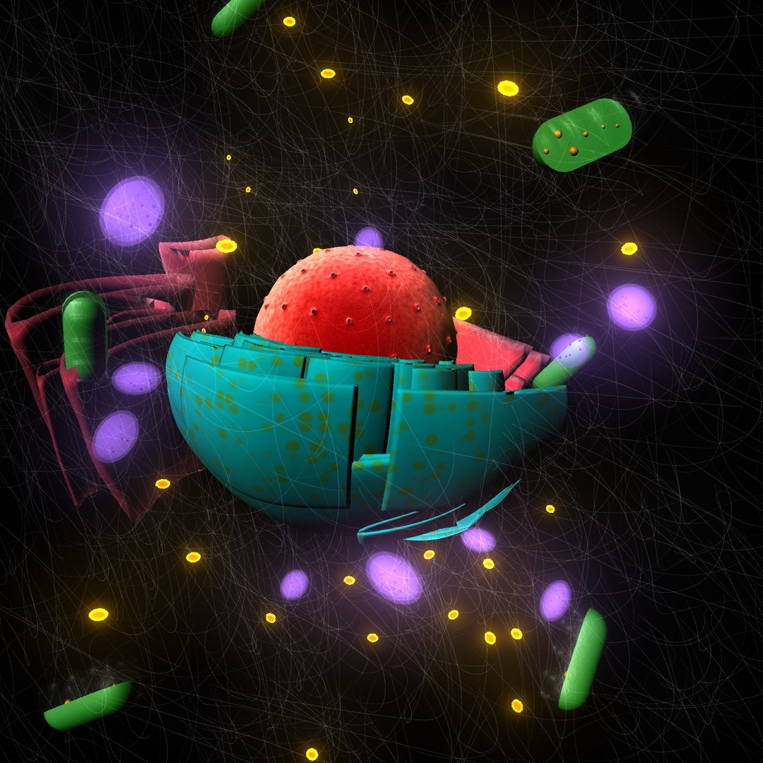 Cell Nucleus 3d Model