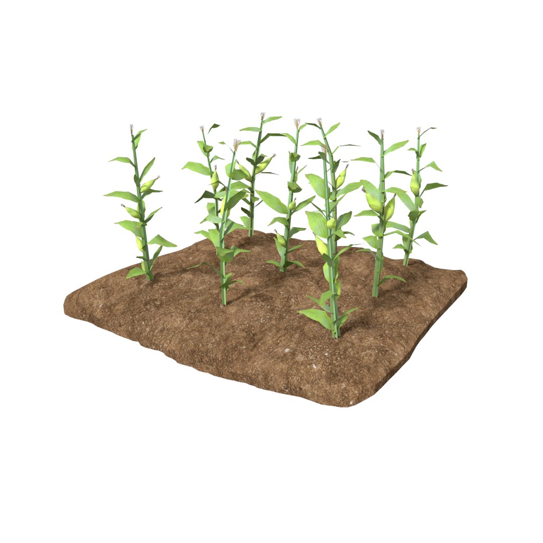 Corn 3 Growth Stages Model - TurboSquid 1323782