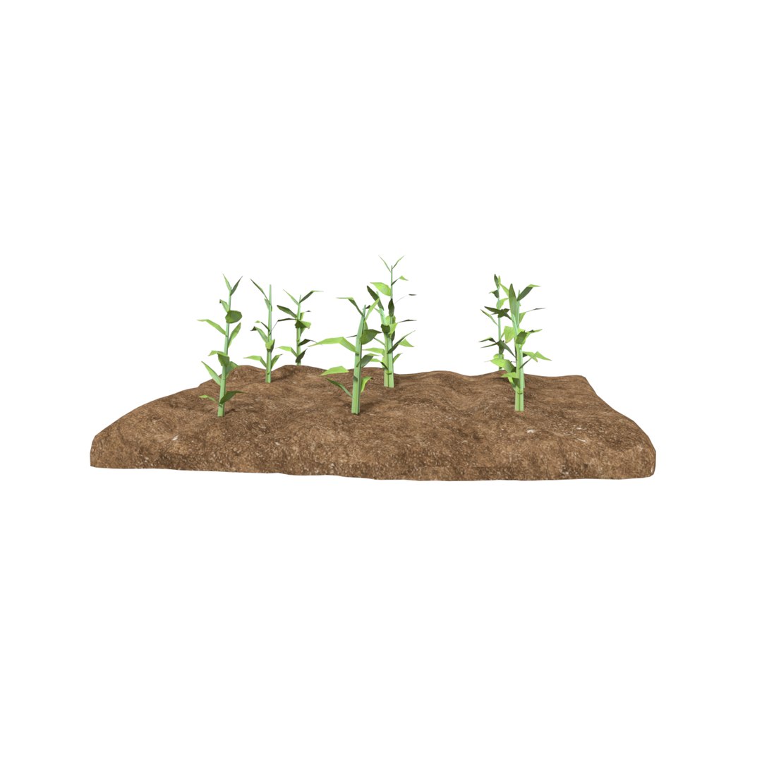 Corn 3 Growth Stages Model - TurboSquid 1323782