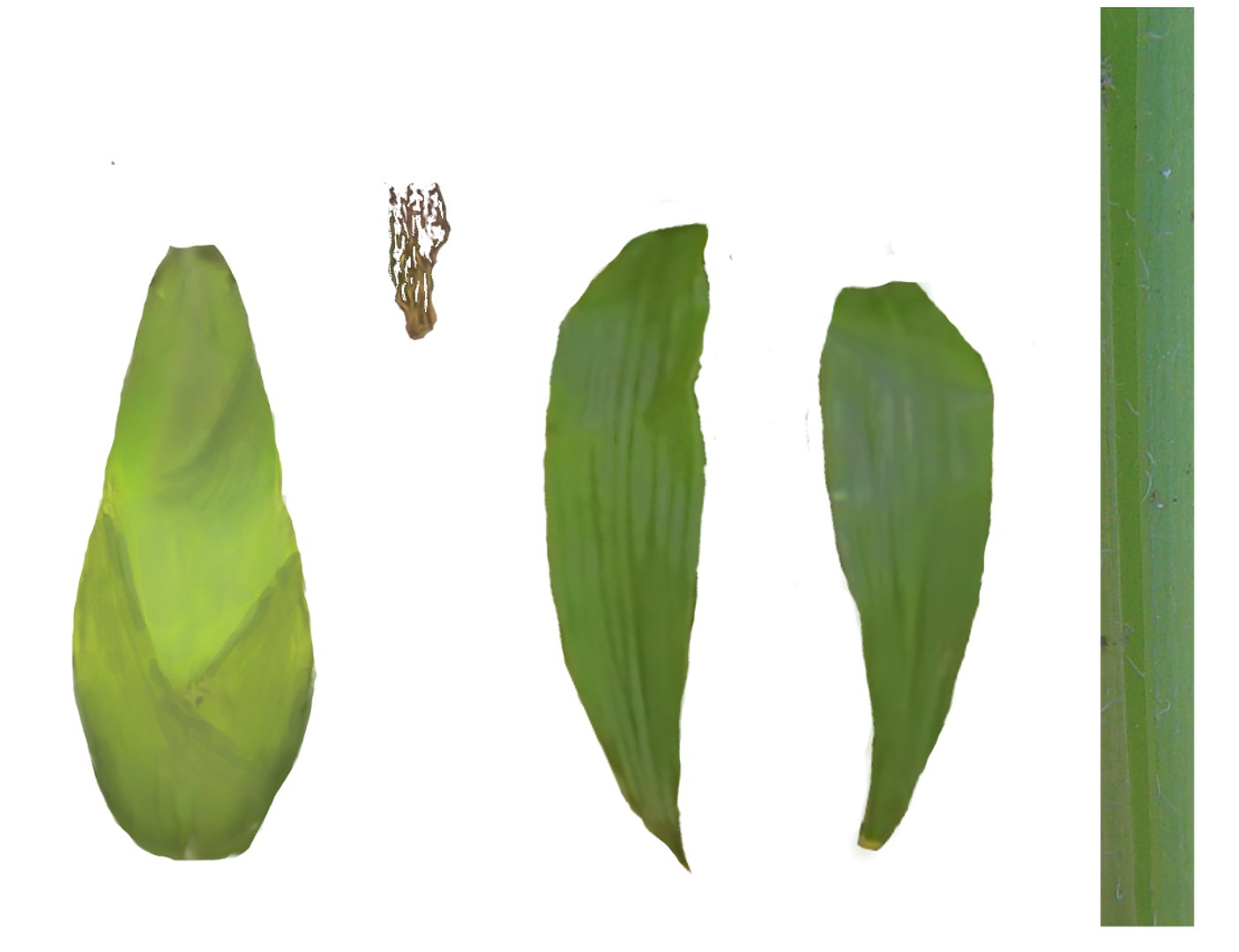 Corn 3 Growth Stages Model - TurboSquid 1323782