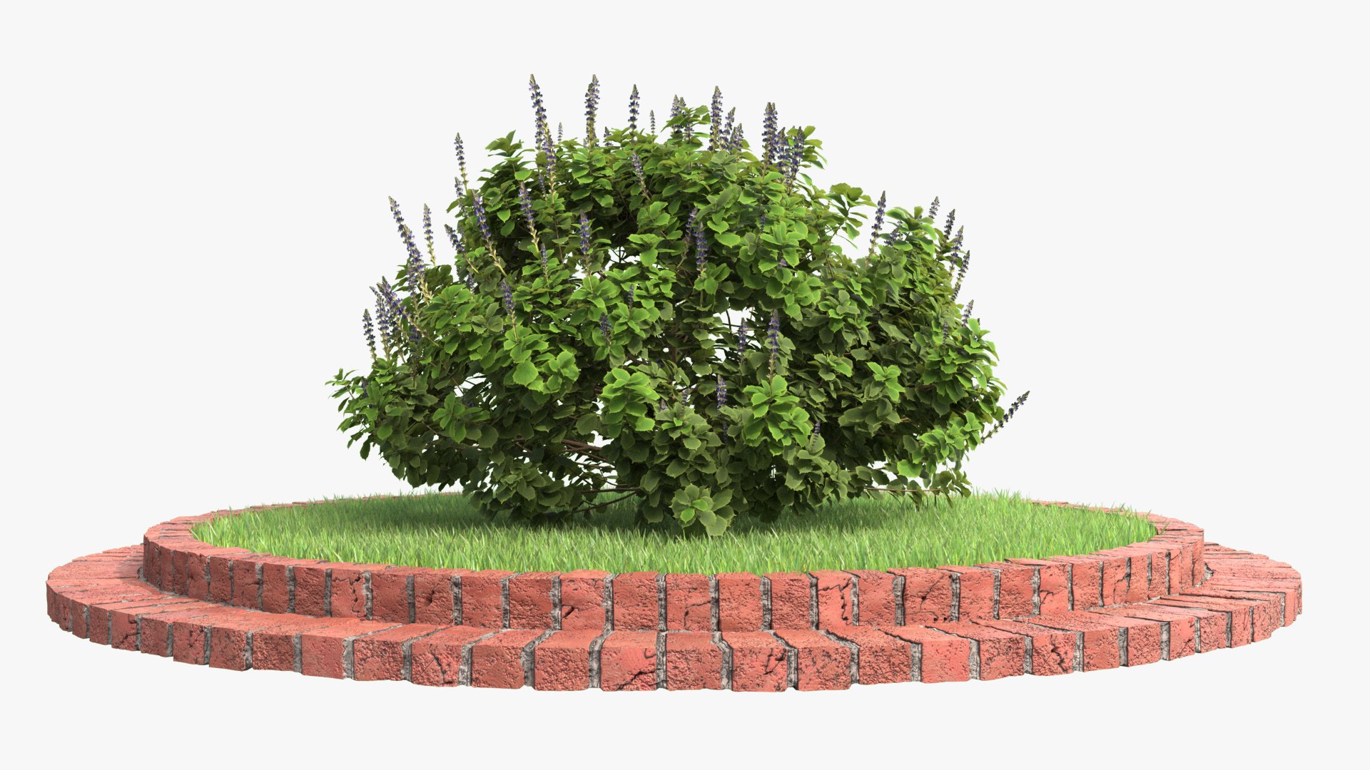 Plectranthus Scutellarioides Plant Bush 01 With Grass And Brick PBR 3D ...